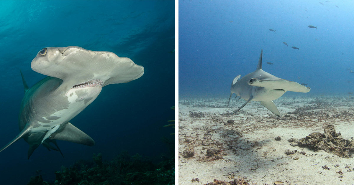 Hammerhead Shark Nursery Discovered Beneath Boaters and Jet Skis in Bi | Free the Ocean