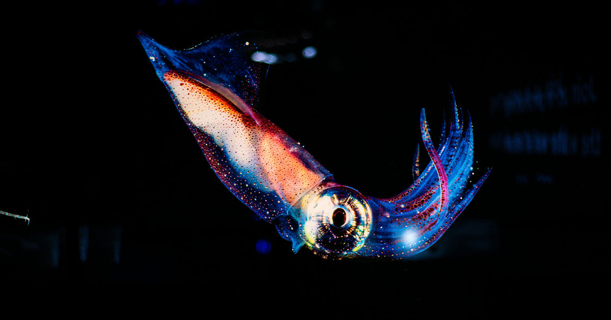 Scientists Capture First Video of Colossal Squid in the Deep Sea | Free the Ocean