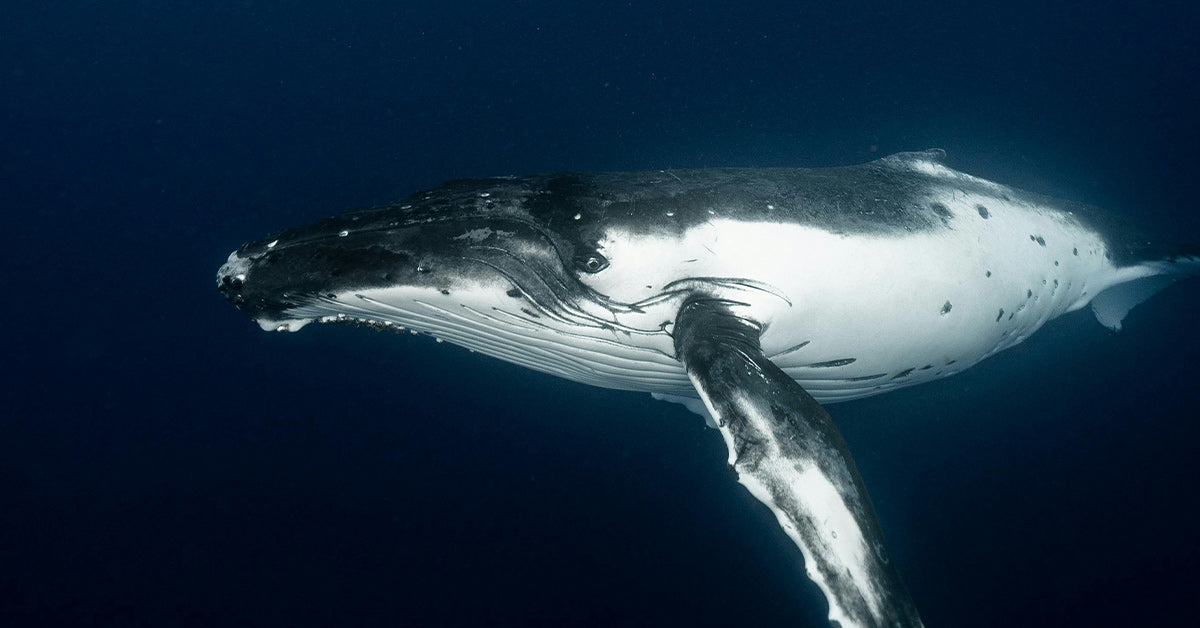 Scientists Decode Whale Melodies — Complex Songs of Survival | Free the ...