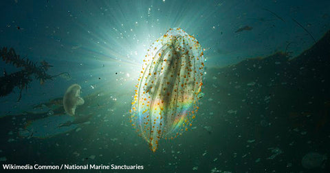 Bioluminescent Comb Jellies Transform Marine Ecosystems | Free the Ocean