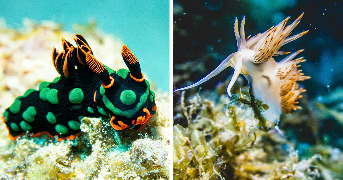 Beautiful and Secretive Sea Slugs Hold Toxins and Underwater Super Pow ...