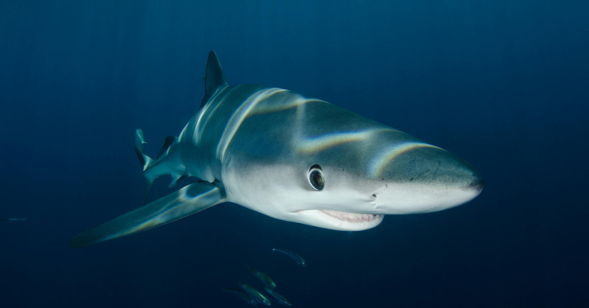 Shadeshifting Blue Sharks Rewrite Ocean Camouflage Rules | Free the Ocean