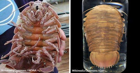 Darth Vader-Inspired Sea Monster Discovered Near Vietnam | Free the Ocean
