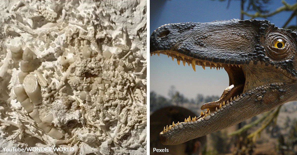 Fossil Hunter Finds 66-Million-Year-Old Predator Puke With Ancient Oce ...