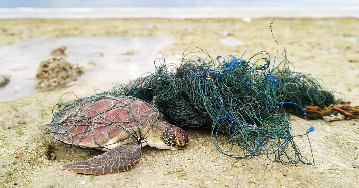 AI Drones Expose Hidden Nets That Threaten Sea Turtles | Free the Ocean