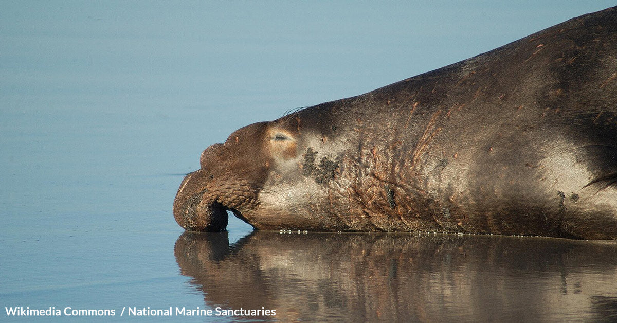 Deep Sea Sentinel Elephant Seals Reveal Disturbing Threats Below the O ...