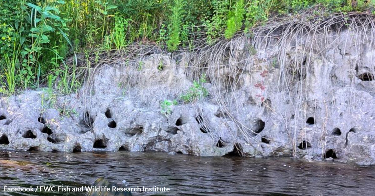 Mysterious Holes Reveal Alarming Environmental Crisis Along Florida Ri ...