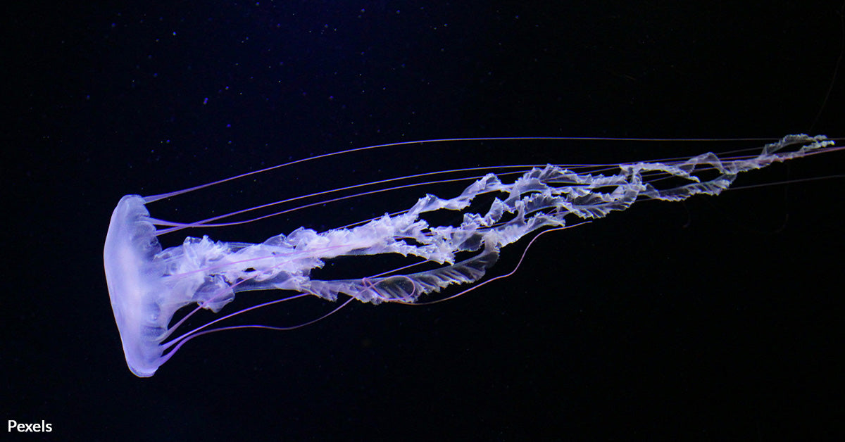 Ghostly Giant Phantom Jelly Surprises Scientists in the Midnight Zone ...