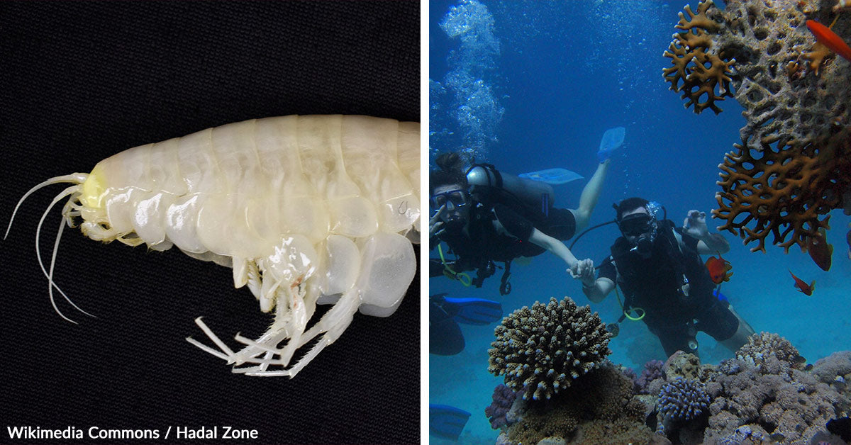 Mysterious Supergiant Crustacean May Dominate the Deep Sea | Free the Ocean