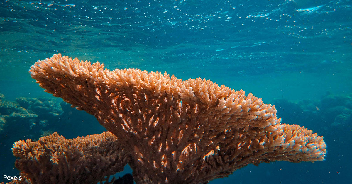 Scientists Stumble Upon Coral So Massive It Defies Belief | Free the Ocean