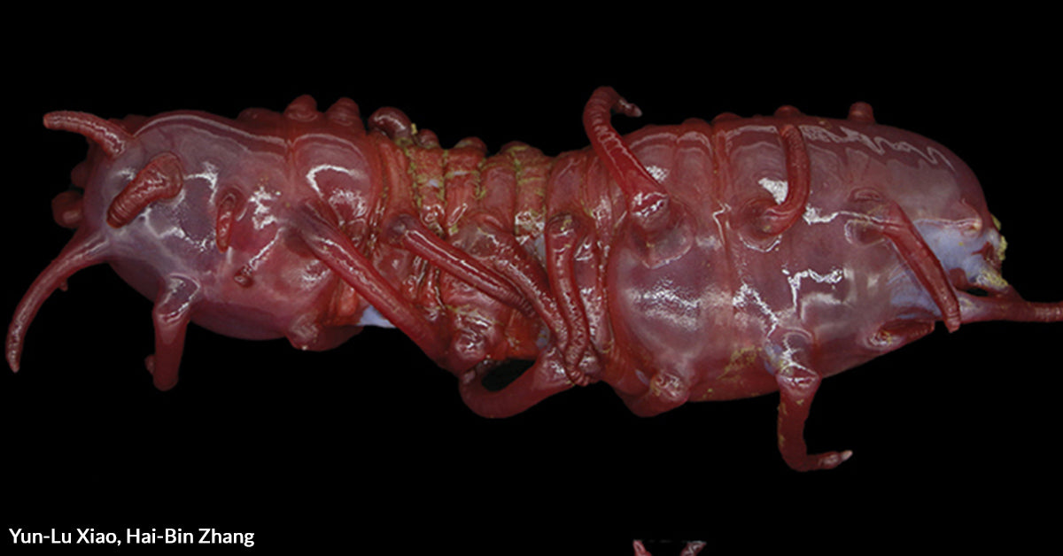 Scientists Uncover Mysterious Purple Creature with 24 Feet In Pacific ...