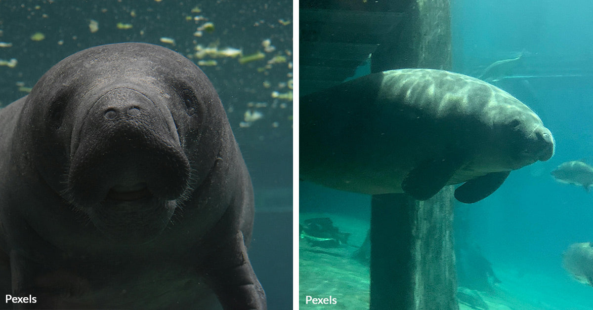 New Study Suggests Florida's Manatees Are Not Native, Leaving Experts ...