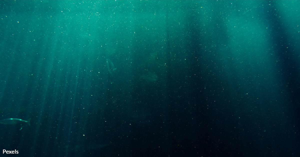 Hidden 'Marine Snow' Could Hold the Key to Earth’s Survival | Free the ...