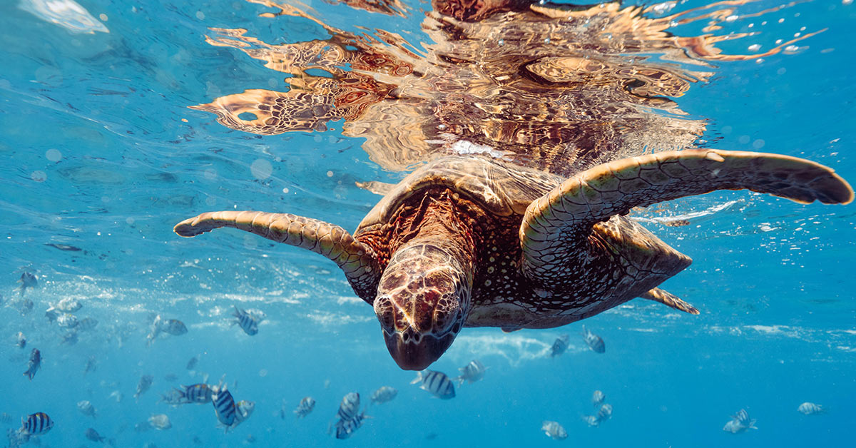 Giant Pregnant Sea Turtle Battles Back From Devastating Boat Strike ...