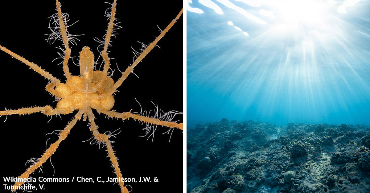 Scientists Find Deep-Sea Spiders Farming Microbes That Could Trap Clim ...