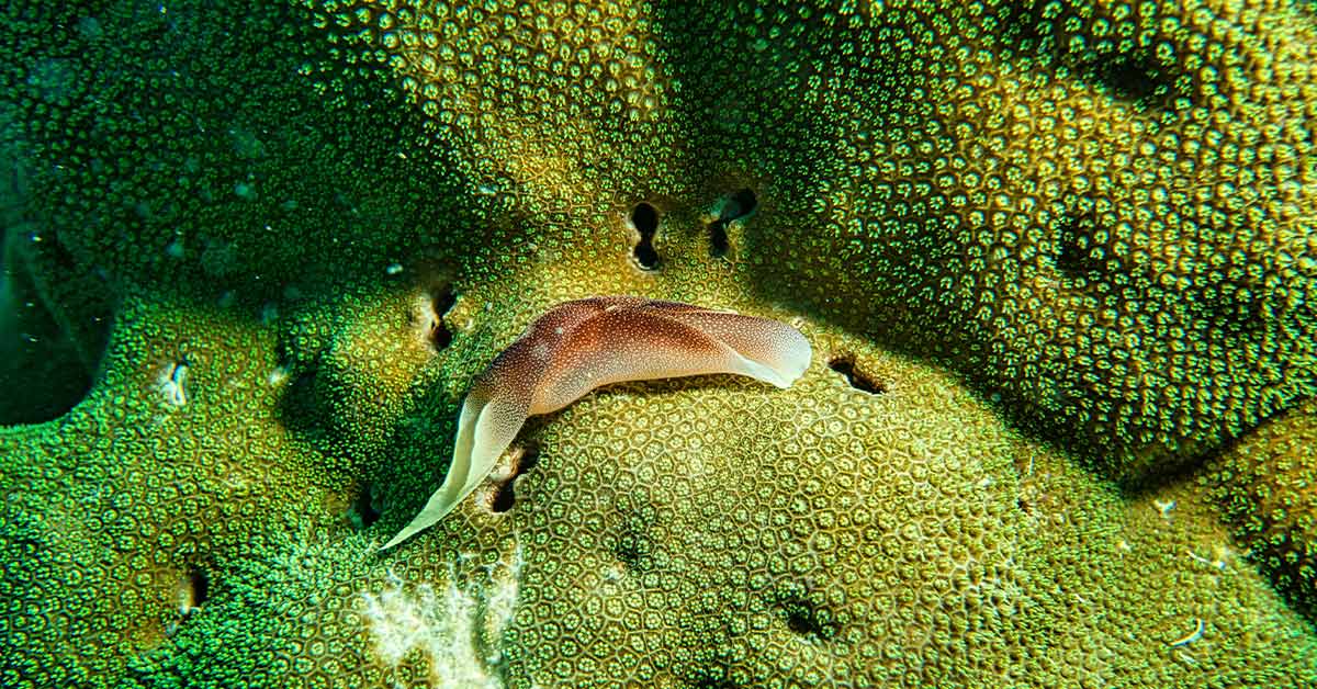 Divers Find Two Rare Sea Slugs Hidden in Indonesia’s Reefs | Free the Ocean