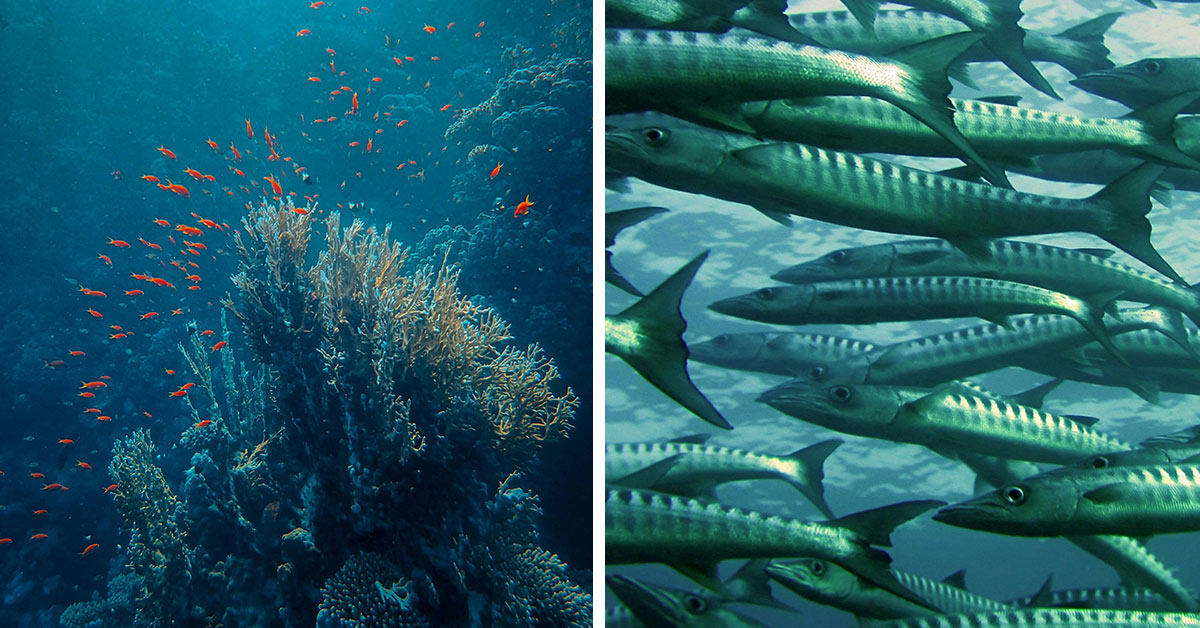Scientists Uncover 860+ Ocean Creatures the World Has Never Seen Befor ...