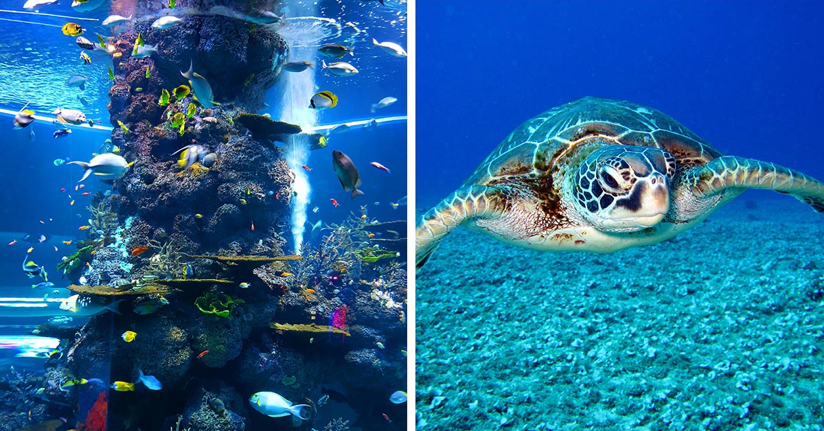 From Climate Chaos and Chemical Runoff —The Biggest Threats To Marine ...