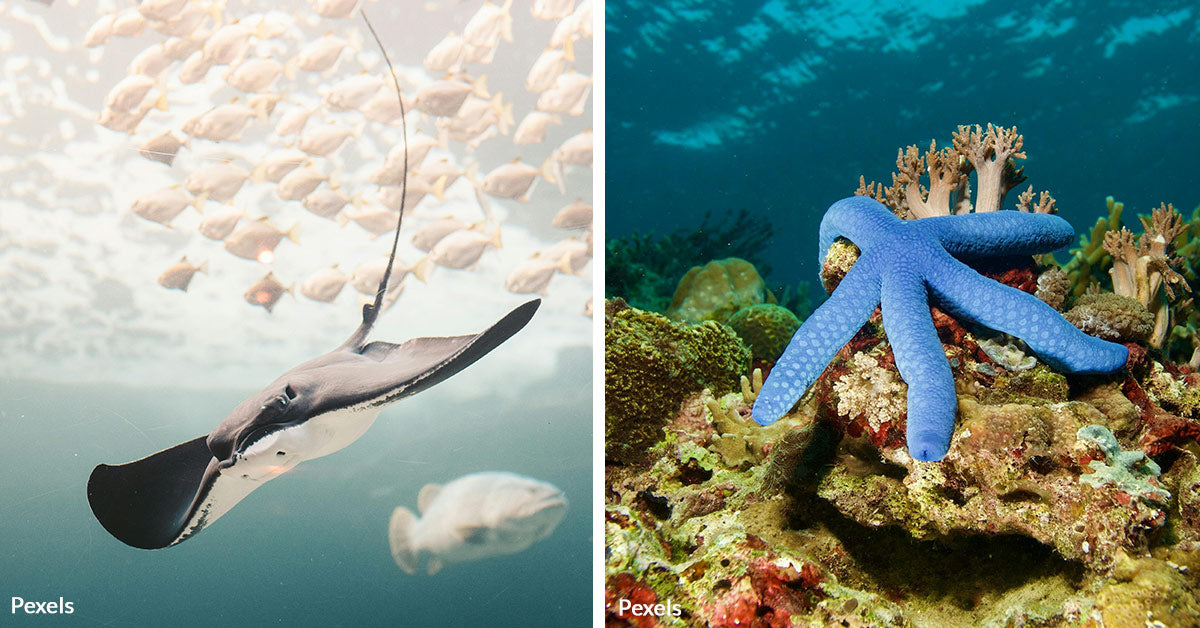 Scientists Discover 866 New Creatures — Hidden Marvels Facing Extincti ...