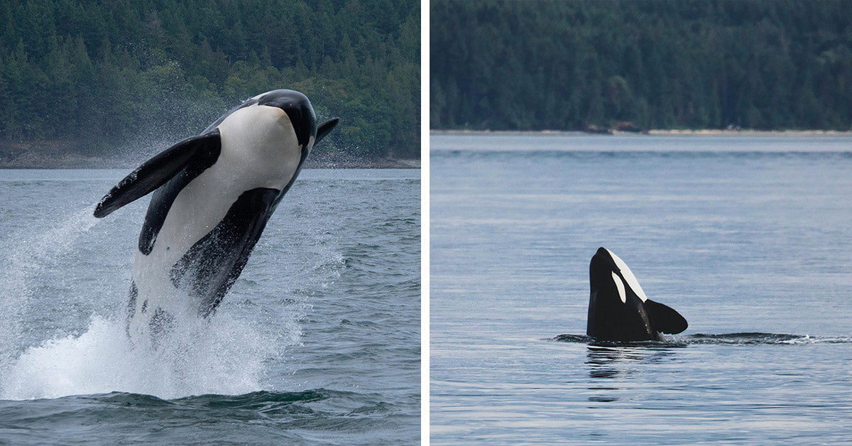 Moonwalking Orca Sighting Stuns Crowd in Once-in-a-Lifetime Encounter ...
