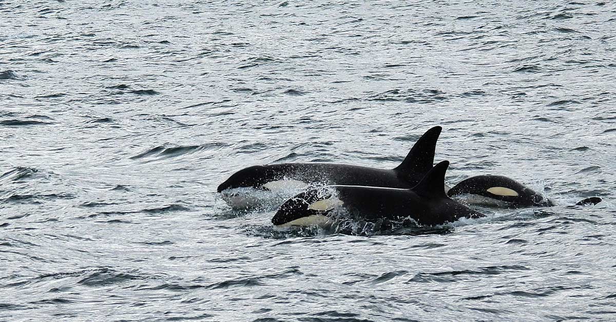 Killer Whales Use Kelp Like Brushes as Tools in a Stunning Show of Int ...