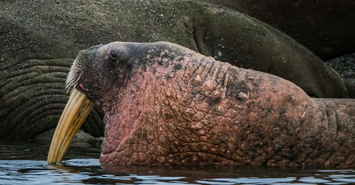 Orphaned Baby Walrus Rescued After Arctic Abandonment And Fight for Li ...