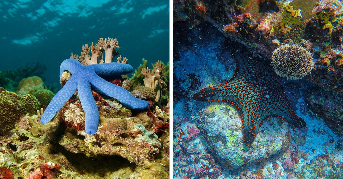 Scientists Uncover the Cause Behind the Death of Billions of Sea Stars ...