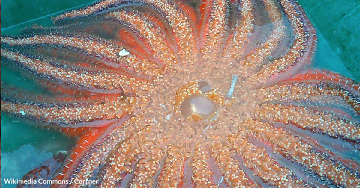 Endangered Sunflower Stars Battle Extinction to Save Kelp Forests ...
