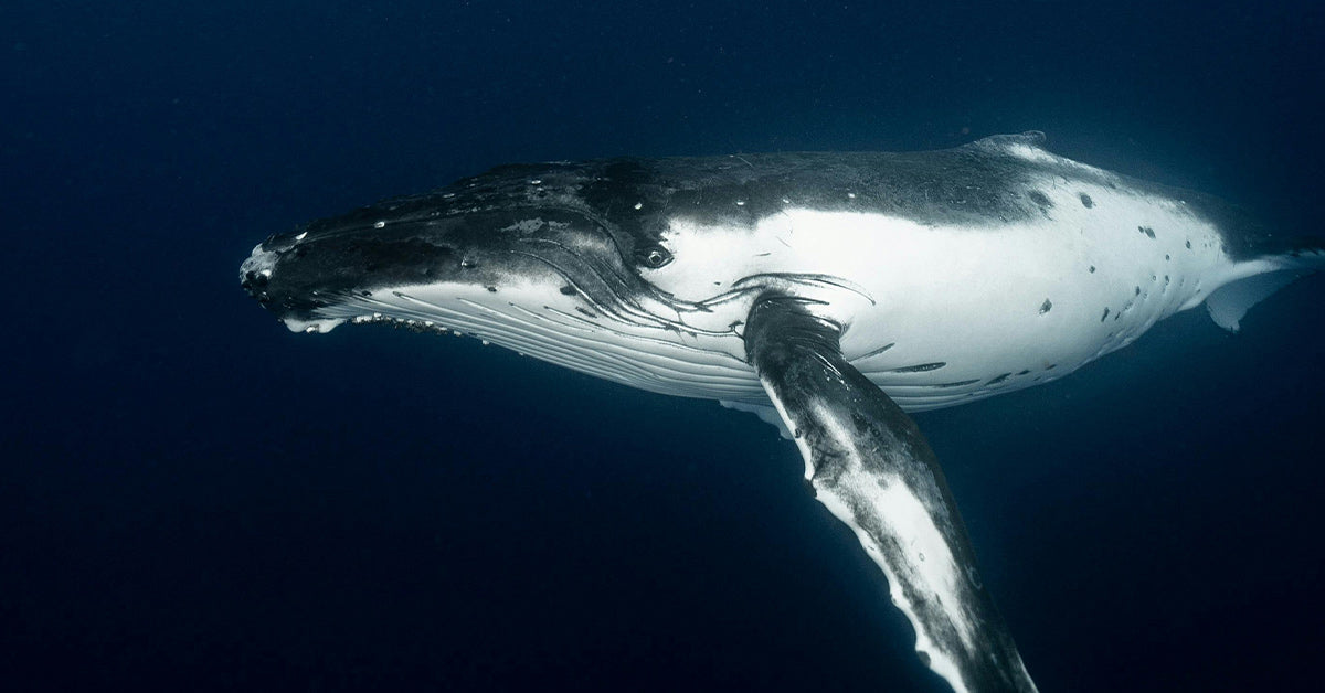 How Whale Urine Moves Life-Saving Nutrients Thousands of Miles Across ...