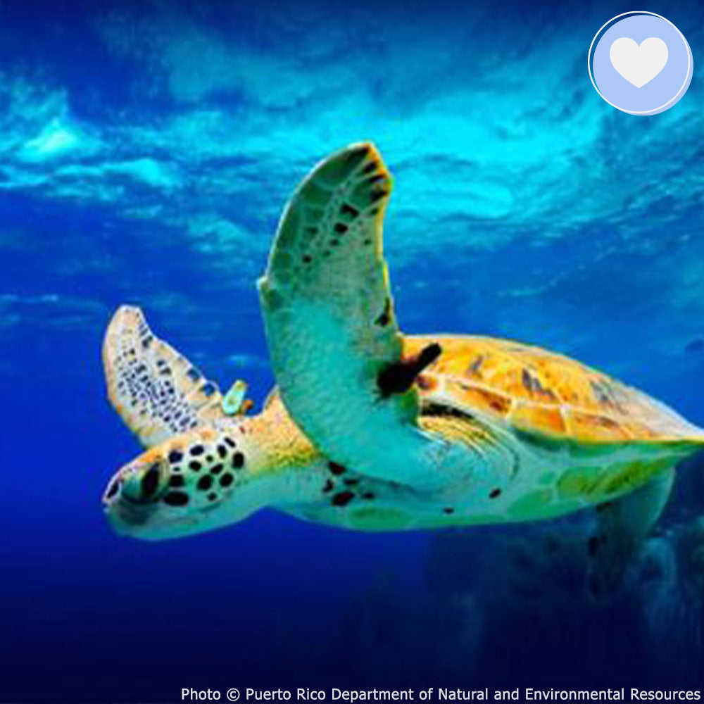 Project Peril: Save the Sea Turtle | Free the Ocean