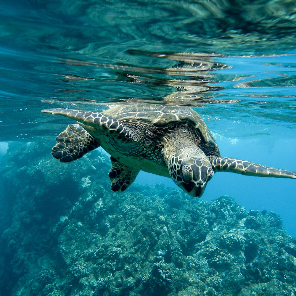 Species on the Brink: Help Save the Sea Turtle | Free the Ocean