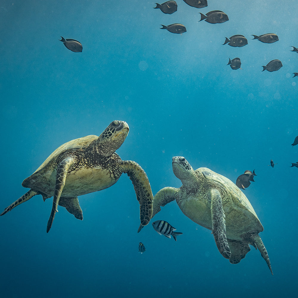 Species on the Brink: Help Save the Sea Turtle | Free the Ocean