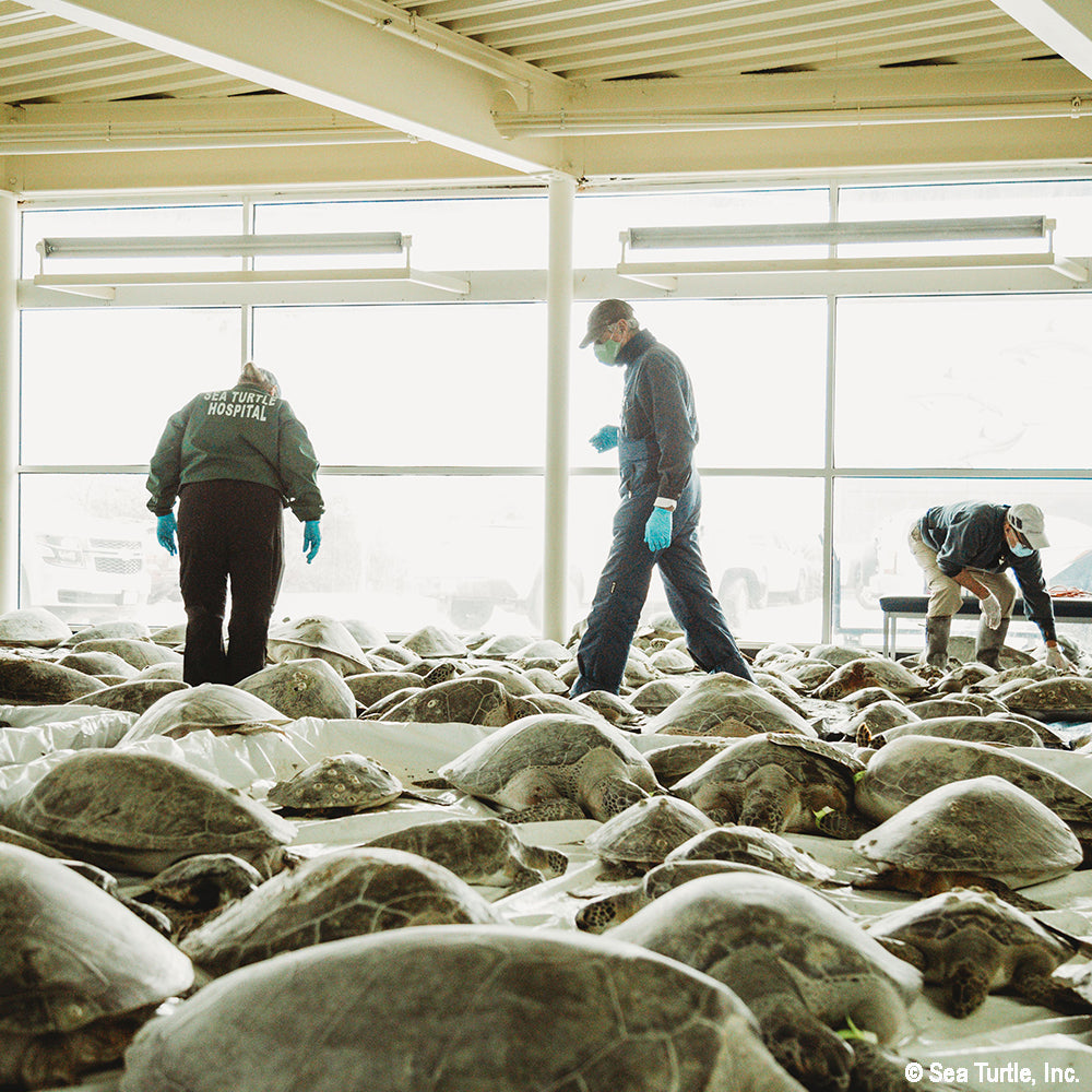 Operation Turtle Takeoff: Help Fly Endangered Sea Turtles to Warm Wate ...