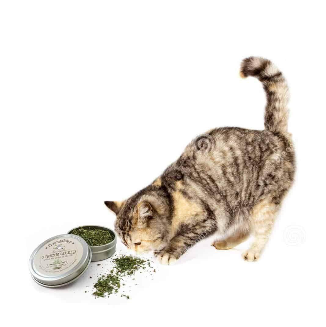 USDA-Certified Organic Catnip | Free The Oceans | Free the Ocean